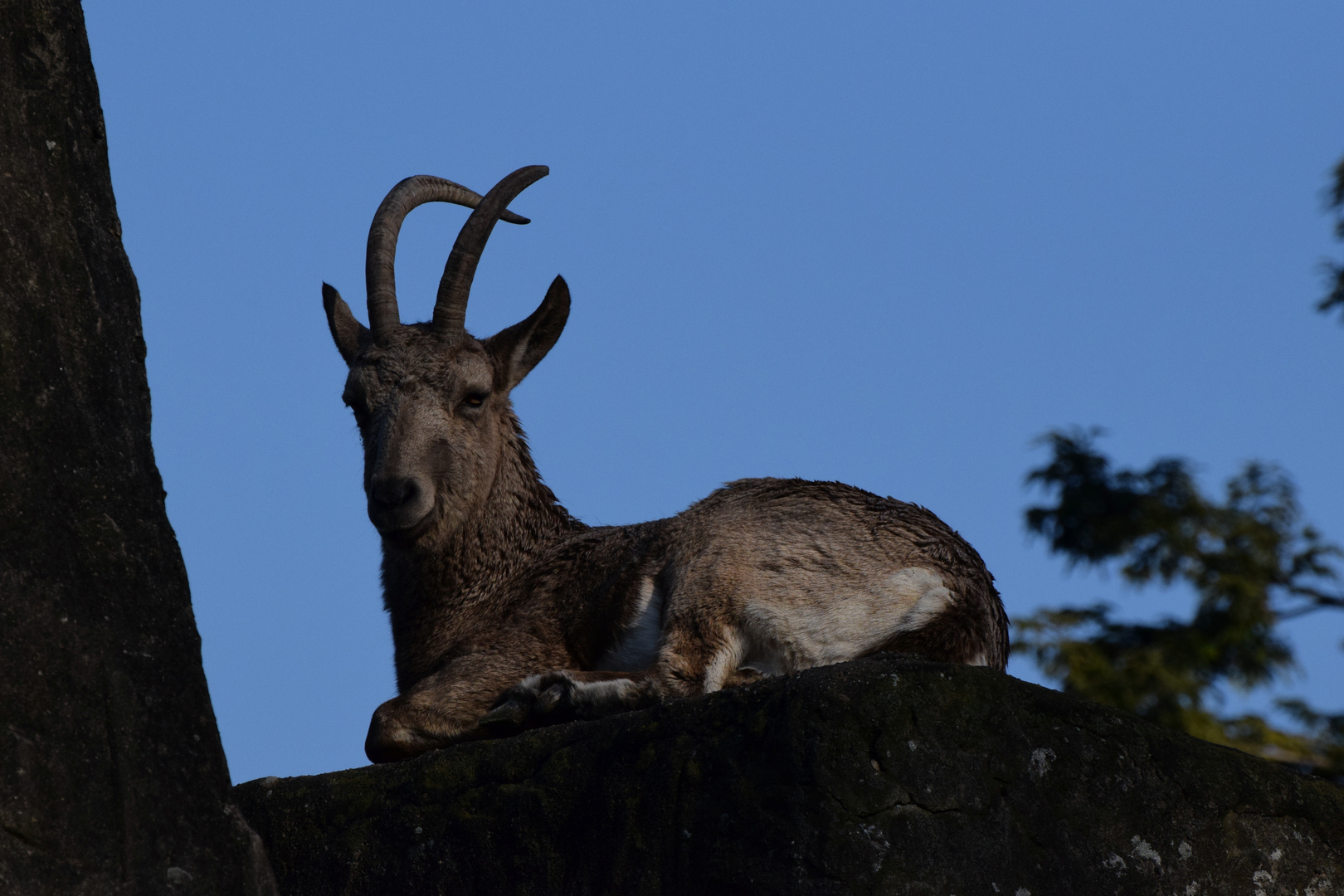 Sibirischer Steinbock Foto & Bild | zoo, steinbock, ziege Bilder auf fotocommunity