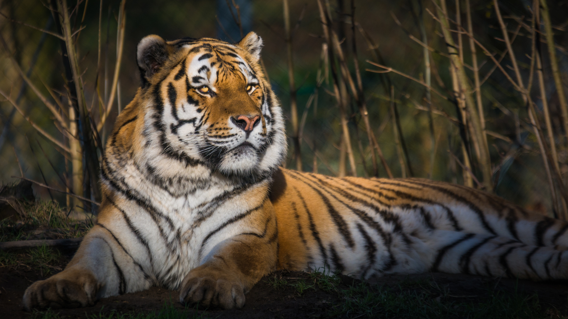 "Sibirischer Tiger" Foto & Bild | tiere, zoo, wildpark & falknerei ...