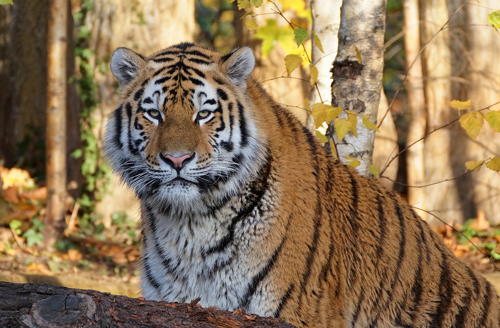 Sibirischer Tiger Foto & Bild | natur, zoo, tiere Bilder auf fotocommunity