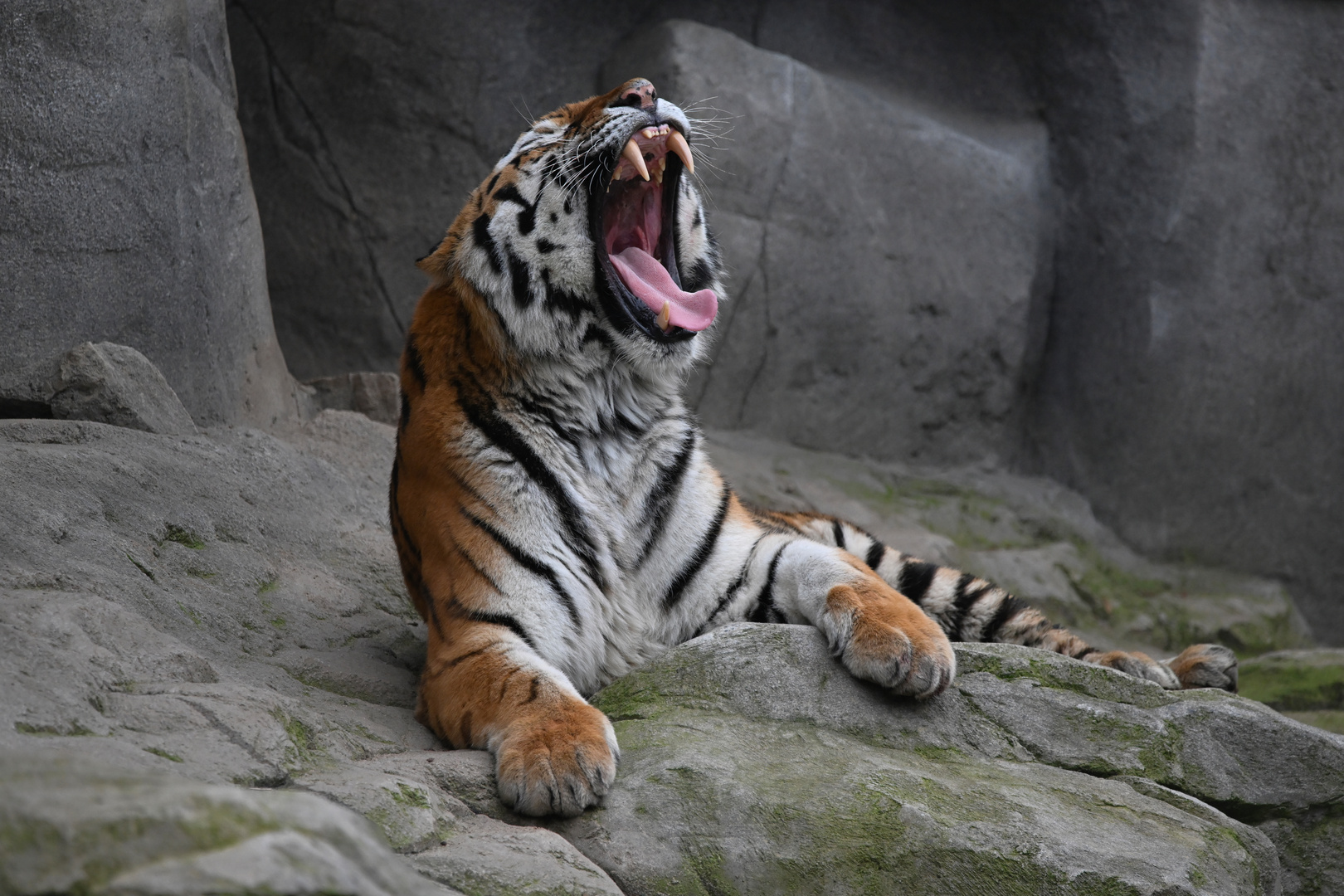 Sibirischer Tiger Foto & Bild | fotos, nikon, photography Bilder auf ...