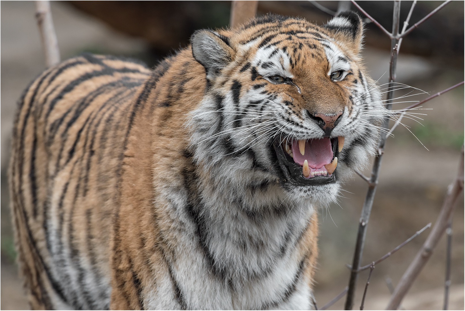 Sibirischer Tiger Foto & Bild | nature, natur, portrait Bilder auf ...