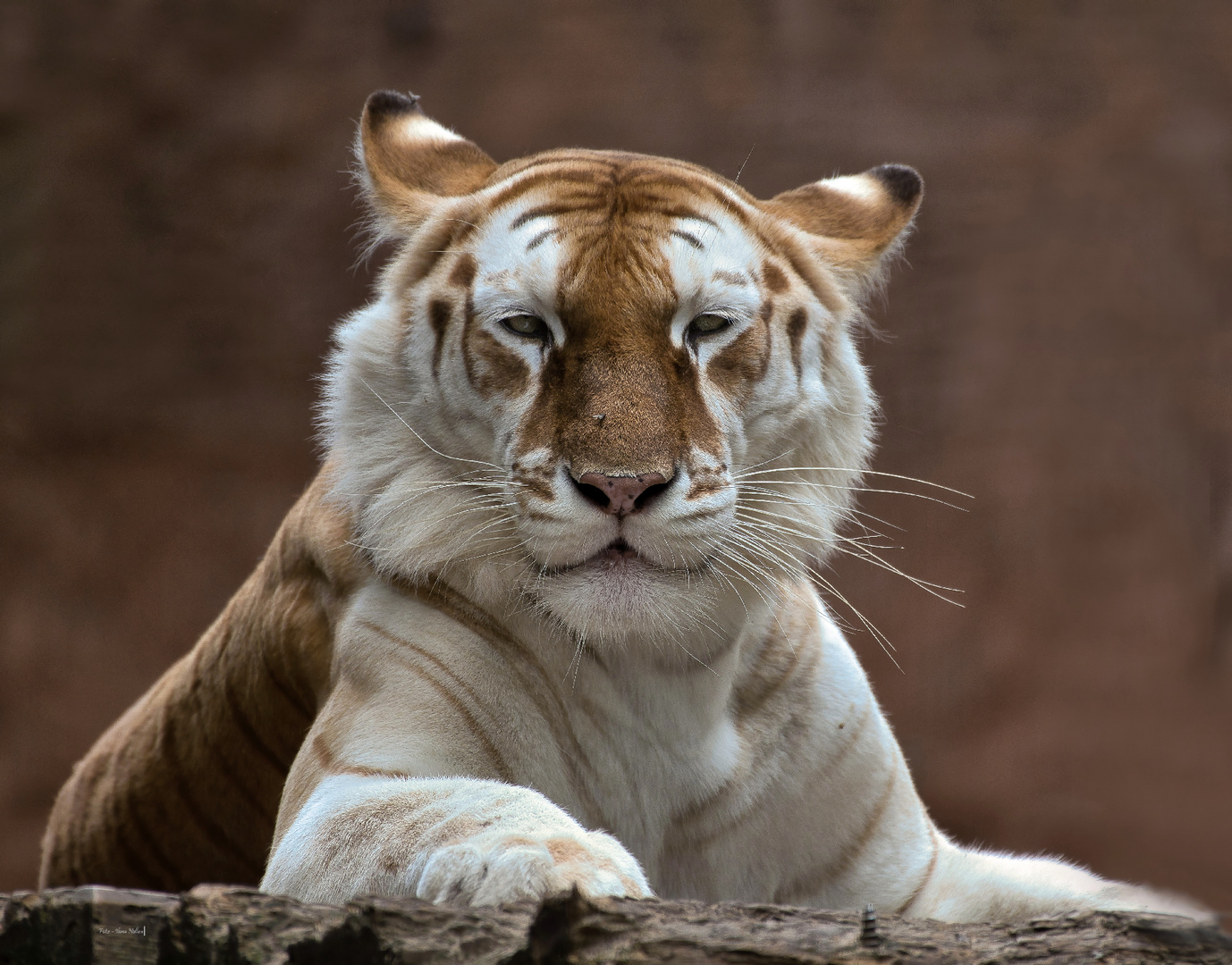 Sibirischer Tiger Foto & Bild | urlaub, world, outdoor Bilder auf ...