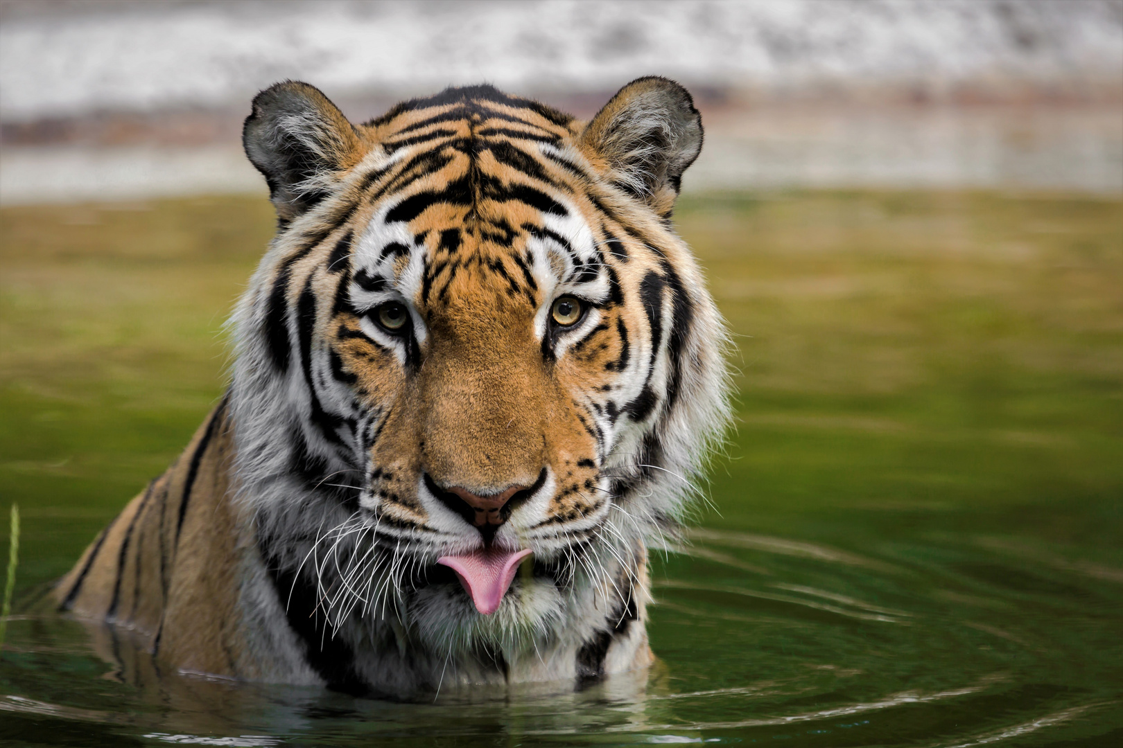 Sibirischer Tiger "ALEX" Foto & Bild | tiere, tierdetails, fotos Bilder ...