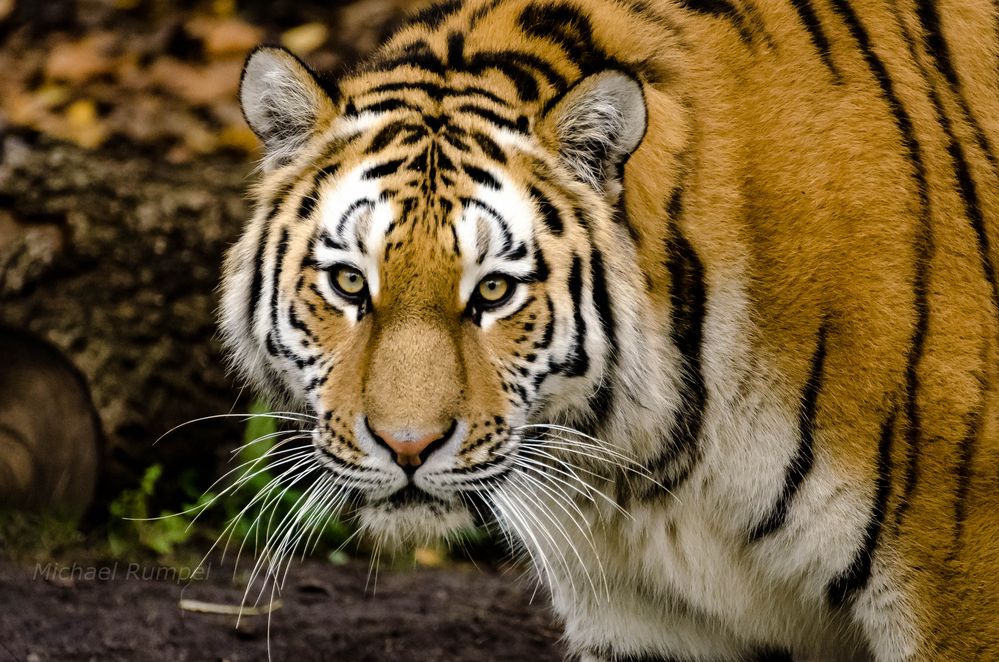 Sibirischer Tiger Foto & Bild | nikon, leipzig, natur Bilder auf ...