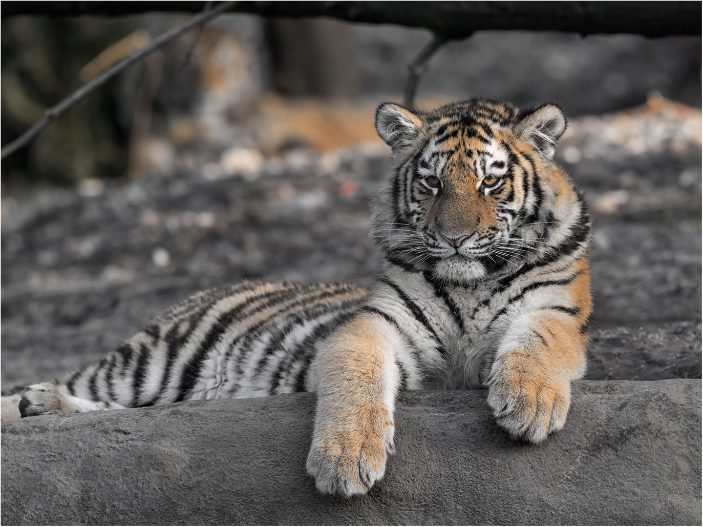 Sibirischer Tiger..... Foto & Bild | nature, natur, portrait Bilder auf ...