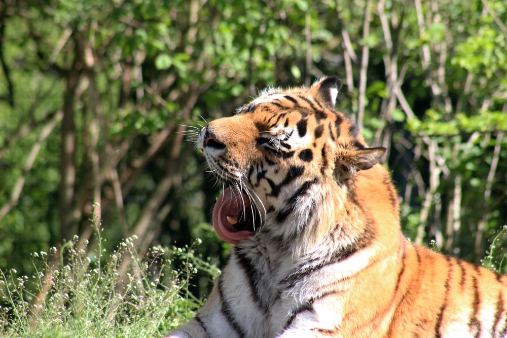 Sibirischer Tiger - da hat wohl einer hunger!? Foto & Bild | tiere, zoo ...