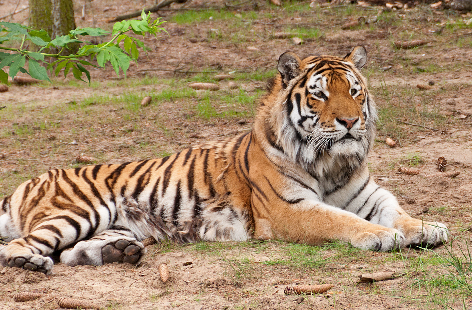 Sibirischer Tiger im Zoo Eberswalde Foto & Bild | tiere, zoo, wildpark ...