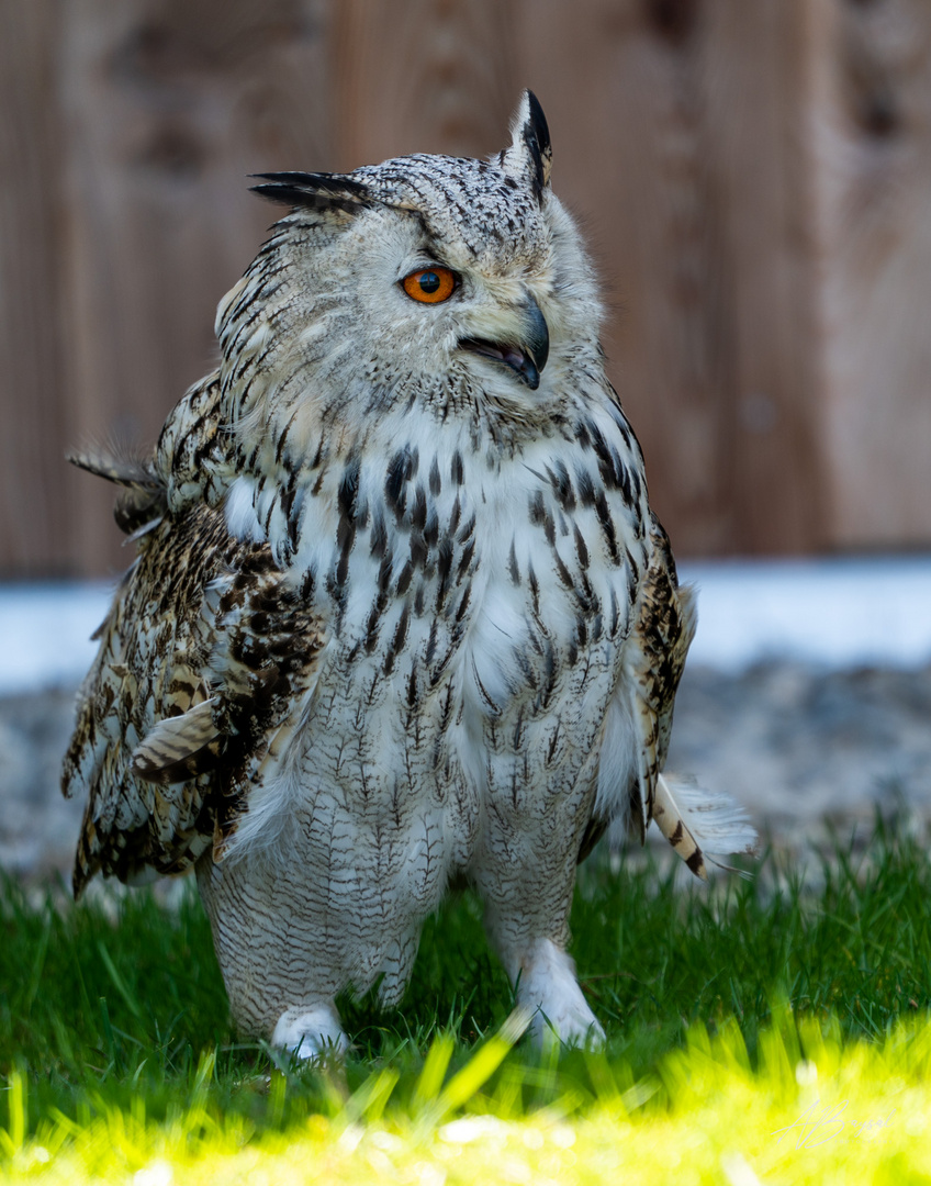 Sibirischer Uhu Foto & Bild | natur, greifvogel, zoo Bilder auf ...