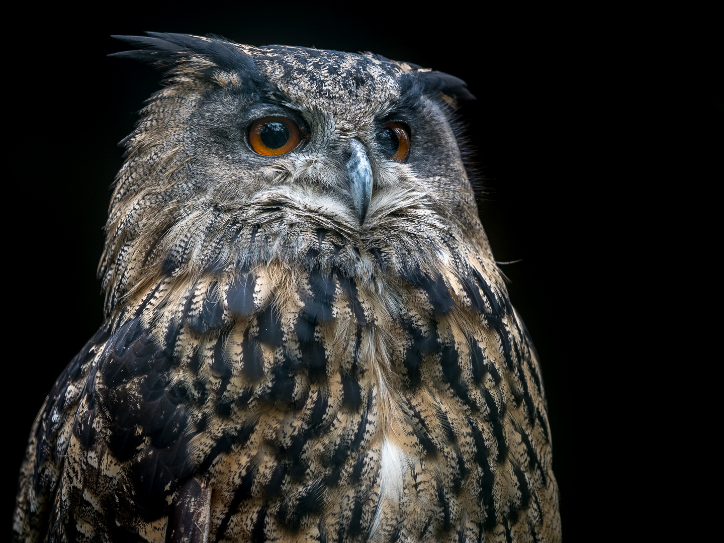 Sibirischer UHU Foto & Bild | natur, zoo, tiere Bilder auf fotocommunity