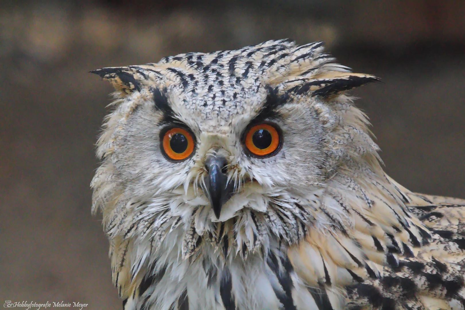 sibirischer Uhu Foto & Bild | tiere, zoo, wildpark & falknerei, vögel ...