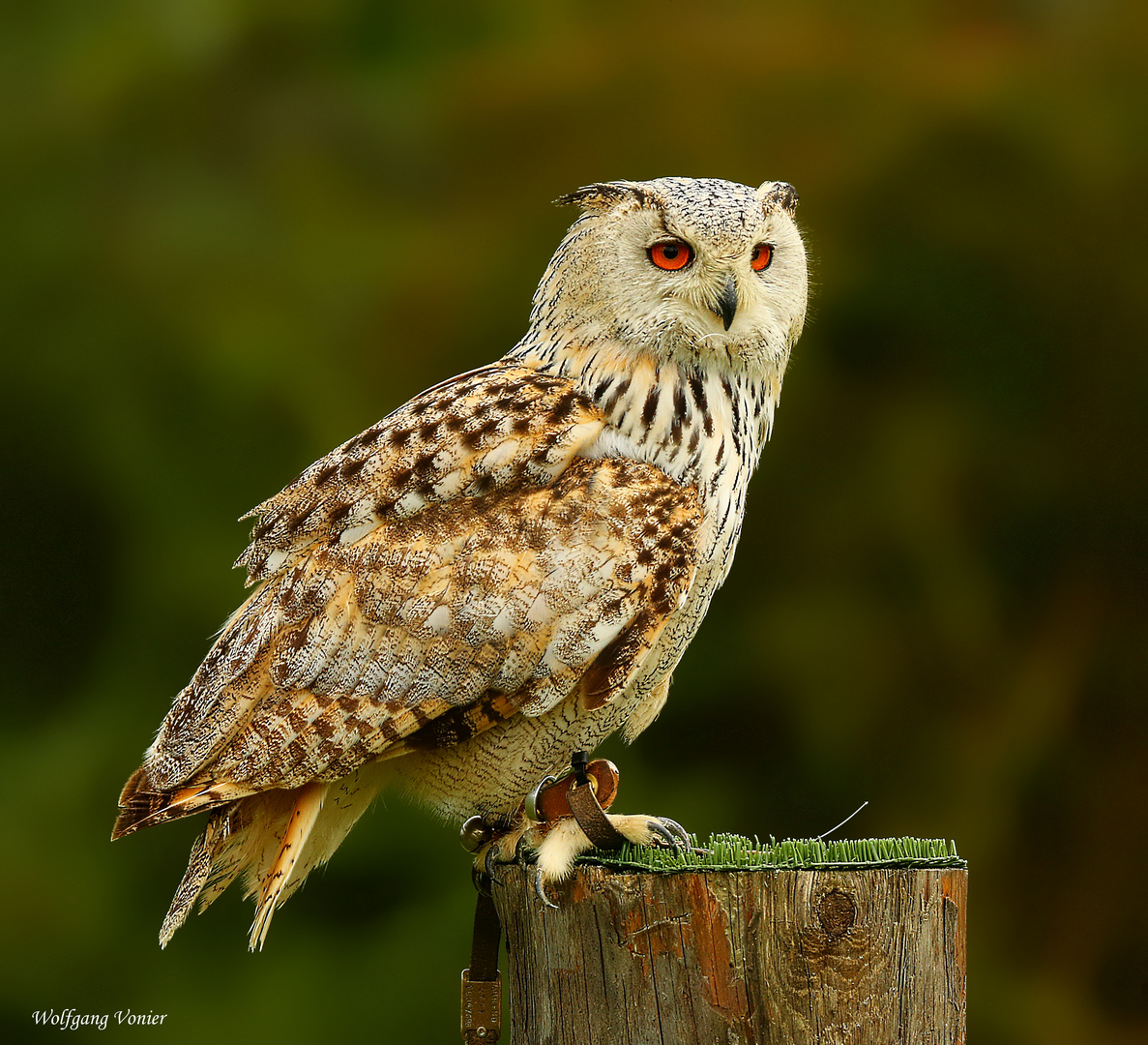 Sibirischer Uhu Foto & Bild | tiere, zoo, wildpark & falknerei, vögel ...