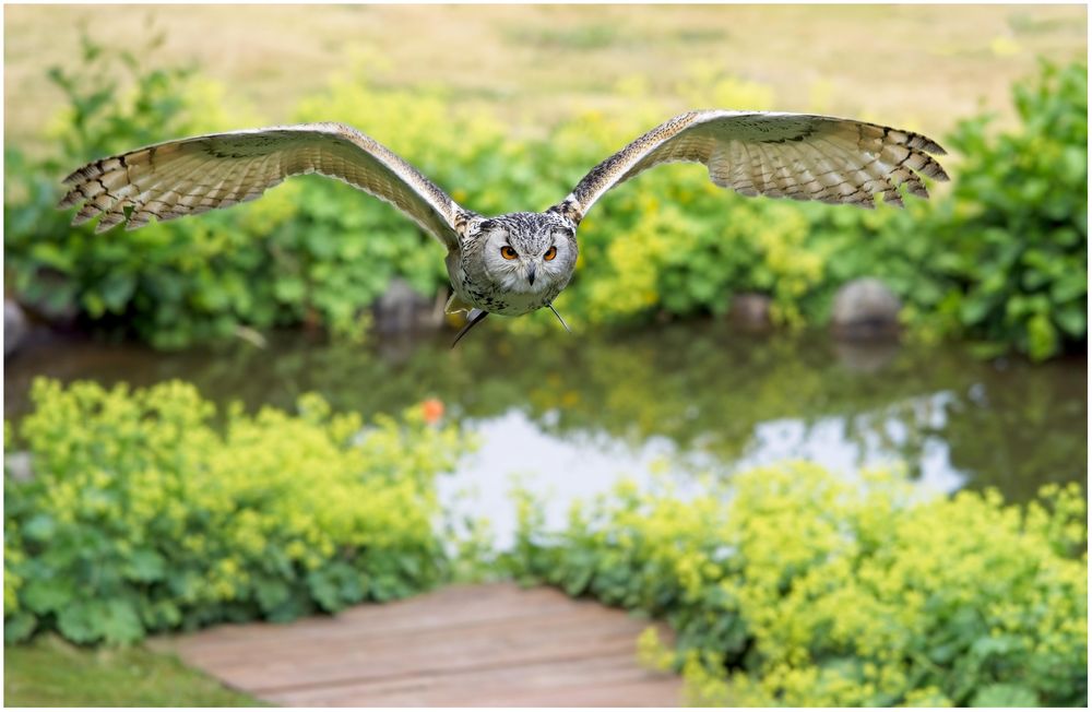 Sibirischer Uhu Foto & Bild | fotos, natur, tiere Bilder auf fotocommunity