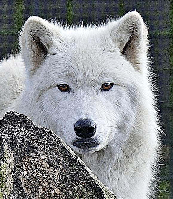 Sibirischer Wolf! Foto & Bild | tiere, zoo, wildpark & falknerei ...