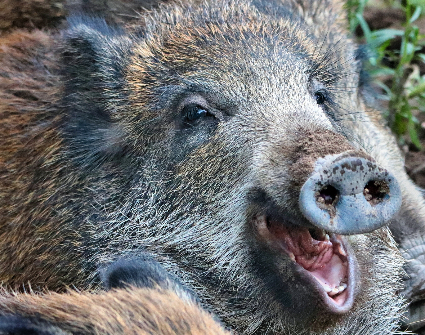 SICH SAUWOHL FÜHLEN !! Foto & Bild | natur, lachen, emotionen Bilder ...