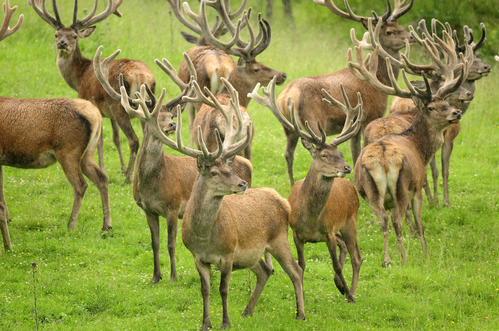 Sicherndes Rotwild Foto & Bild | tiere, wildlife, säugetiere Bilder auf ...