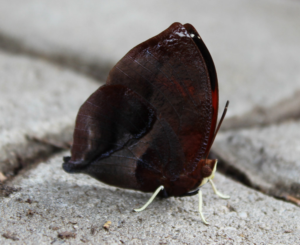 Siderone galanthis Foto & Bild | schmetterlinge, natur, schmetterling ...