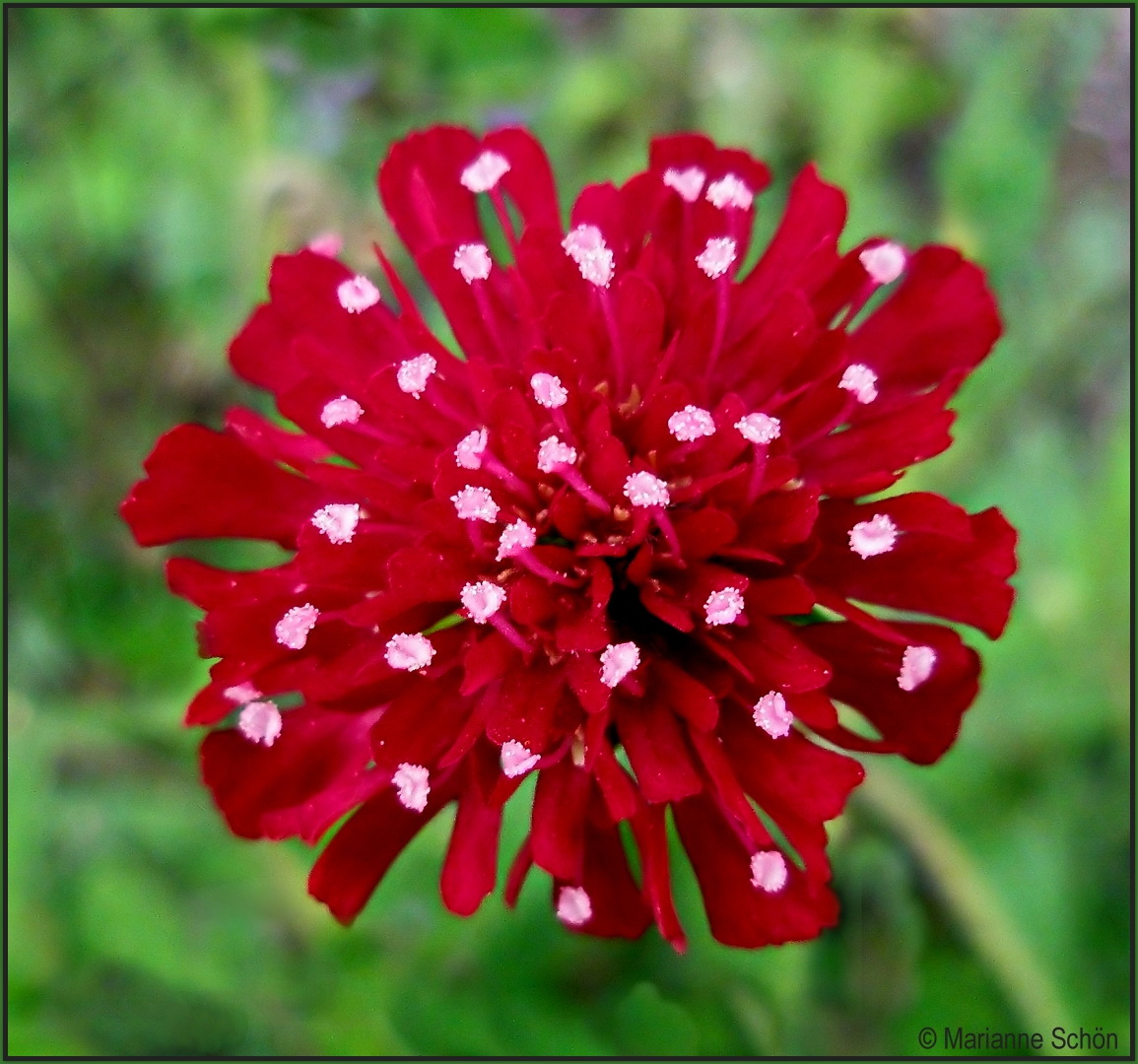 Sie blühte im August... Foto & Bild | natur, pflanzen, olympus Bilder ...