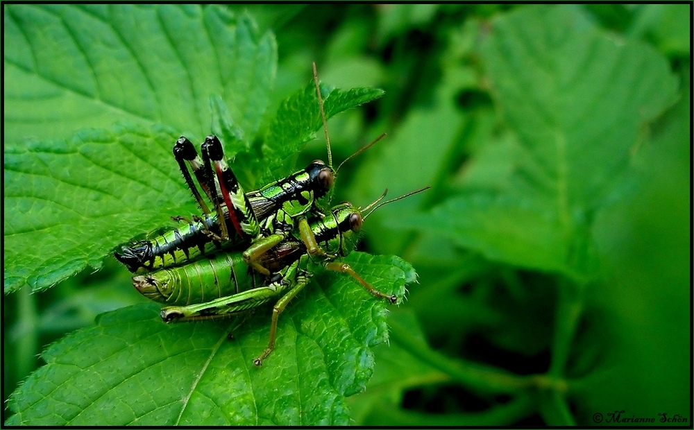 Sie fanden sich im August ... Foto & Bild | natur, insekten, tiere ...