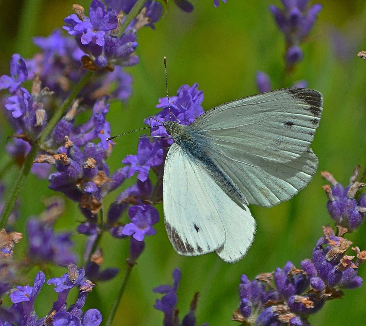 sie flattern noch Foto & Bild | natur, tiere, wildlife Bilder auf ...