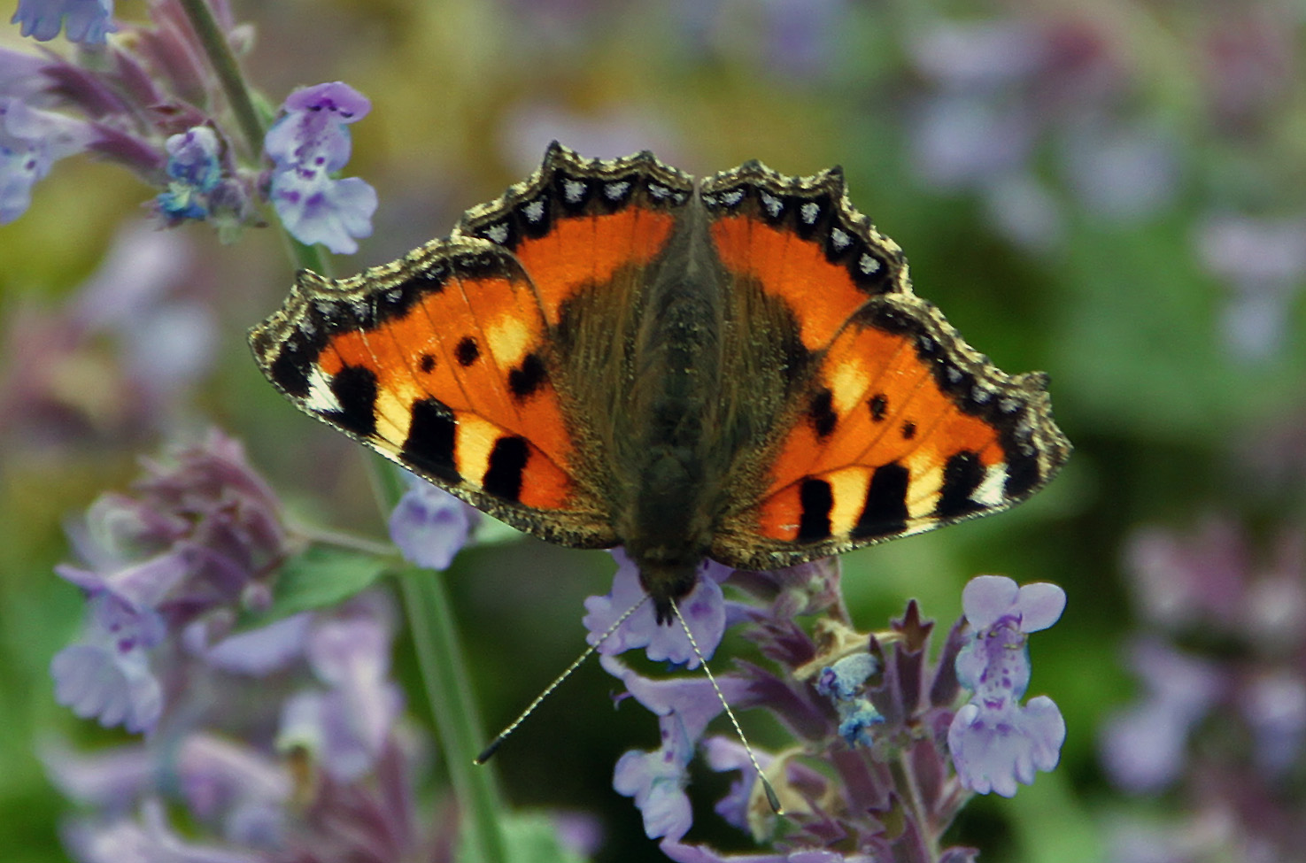 Sie Flattern wieder Foto & Bild | natur, kloster kamp niederrhein ...