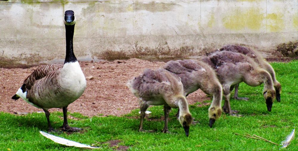 Sie gehorchen mir aufs Wort Foto & Bild | fun, natur, tiere Bilder auf ...