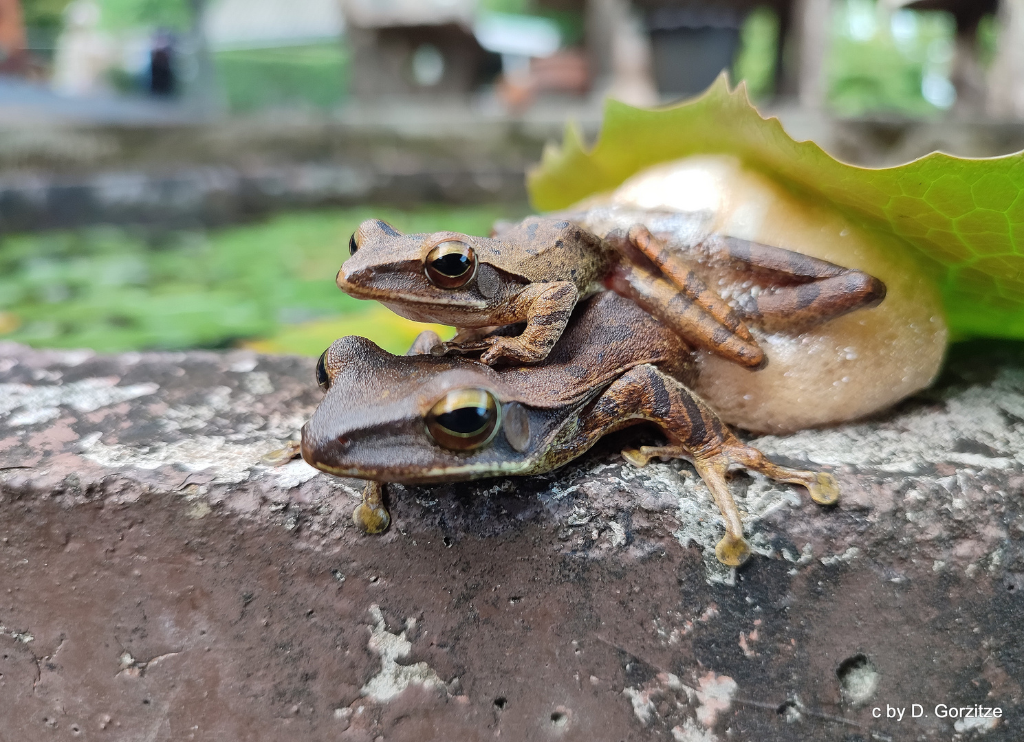 Sie haben es wieder getan...... Foto & Bild | tiere, wildlife ...