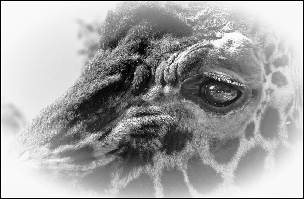 SIE HAT ALLES IM BLICK.... Foto & Bild | tiere, projekte, bearbeitungs - techniken Bilder auf ...