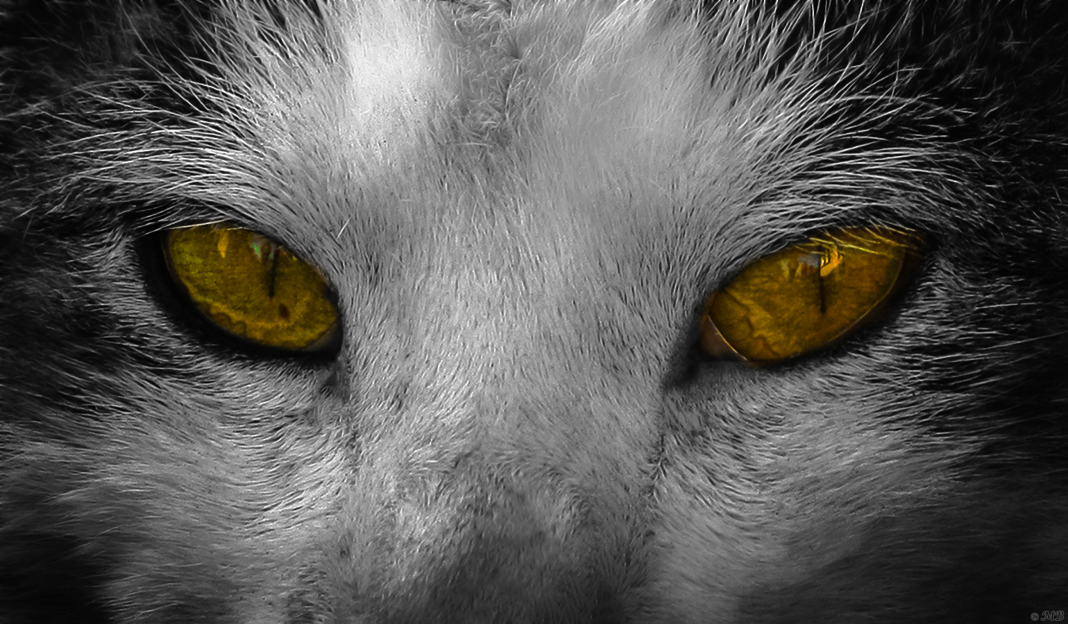 Sie hat den Foto & Bild | tiere, projekte, colorkey Bilder auf fotocommunity