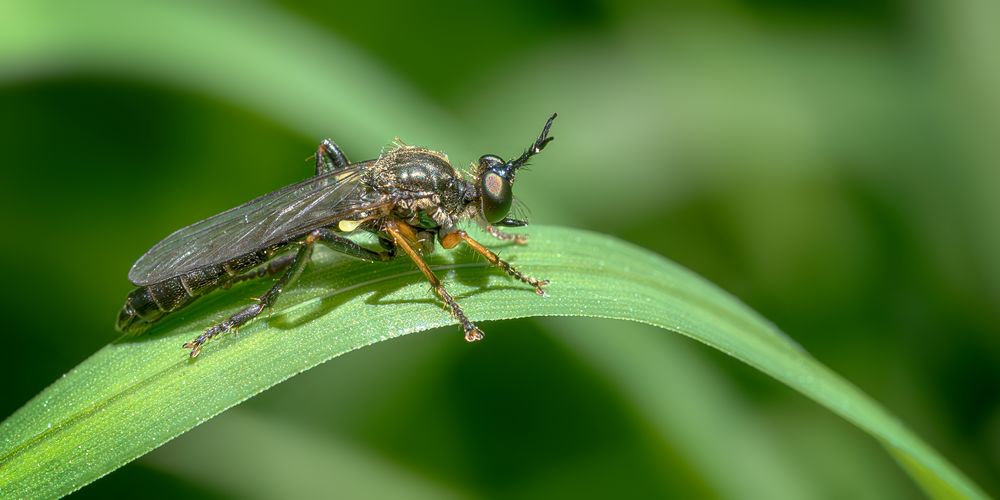 Sie hat den "Bogen" raus Foto & Bild | tiere, wildlife, insekten Bilder ...