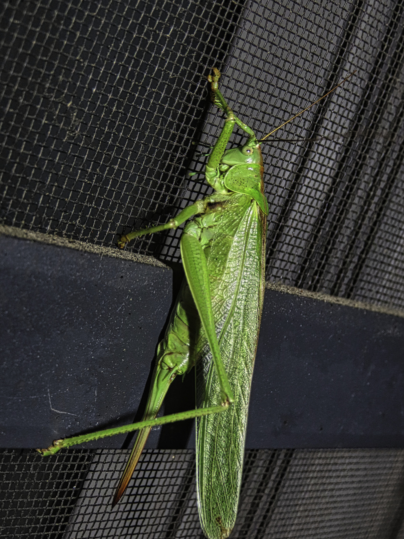 Sie hat den Durchblick in unser Wohnzimmer - Thementag Foto & Bild | projekte, natur-kreativ, 4 ...