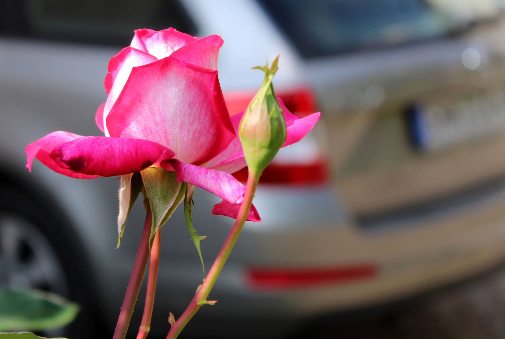 sie hat eine besonders schöne Blüte Foto & Bild | rosen, natur ...