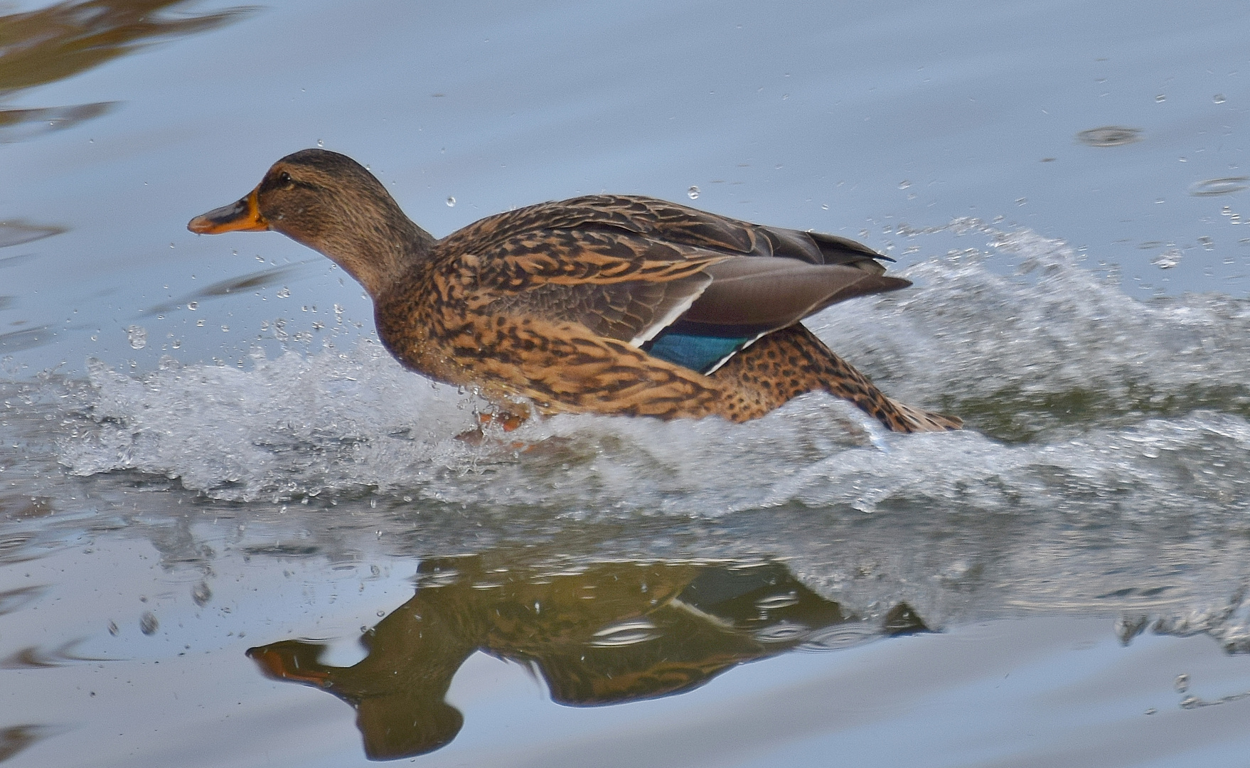 Sie hat es eilig .... Foto & Bild | tiere, wildlife, projekte Bilder ...