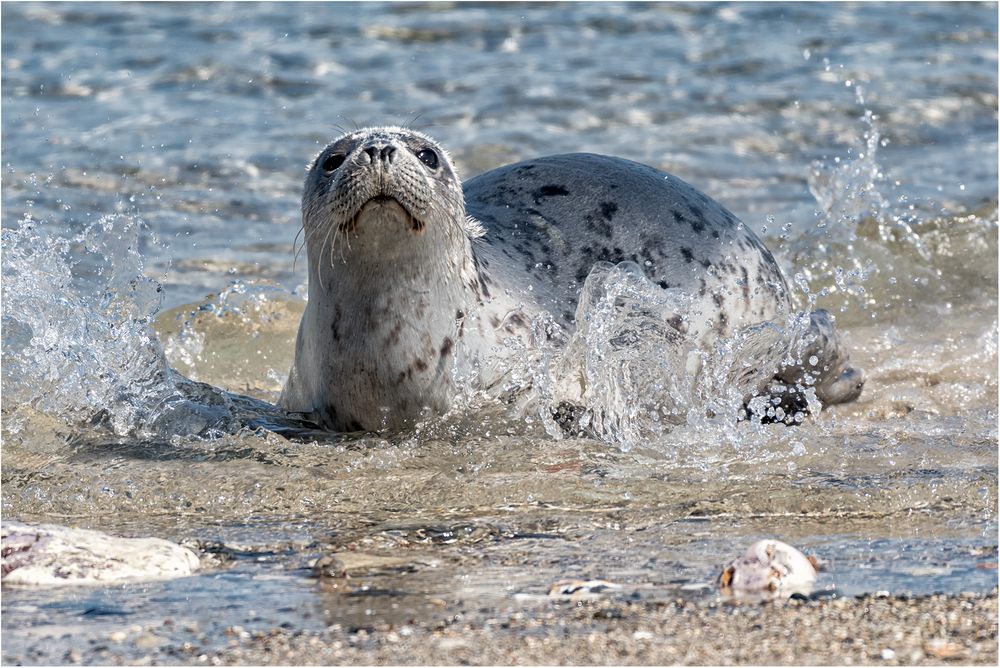 Sie hat sich beeilt..... Foto & Bild | nature, outdoor, natur Bilder ...