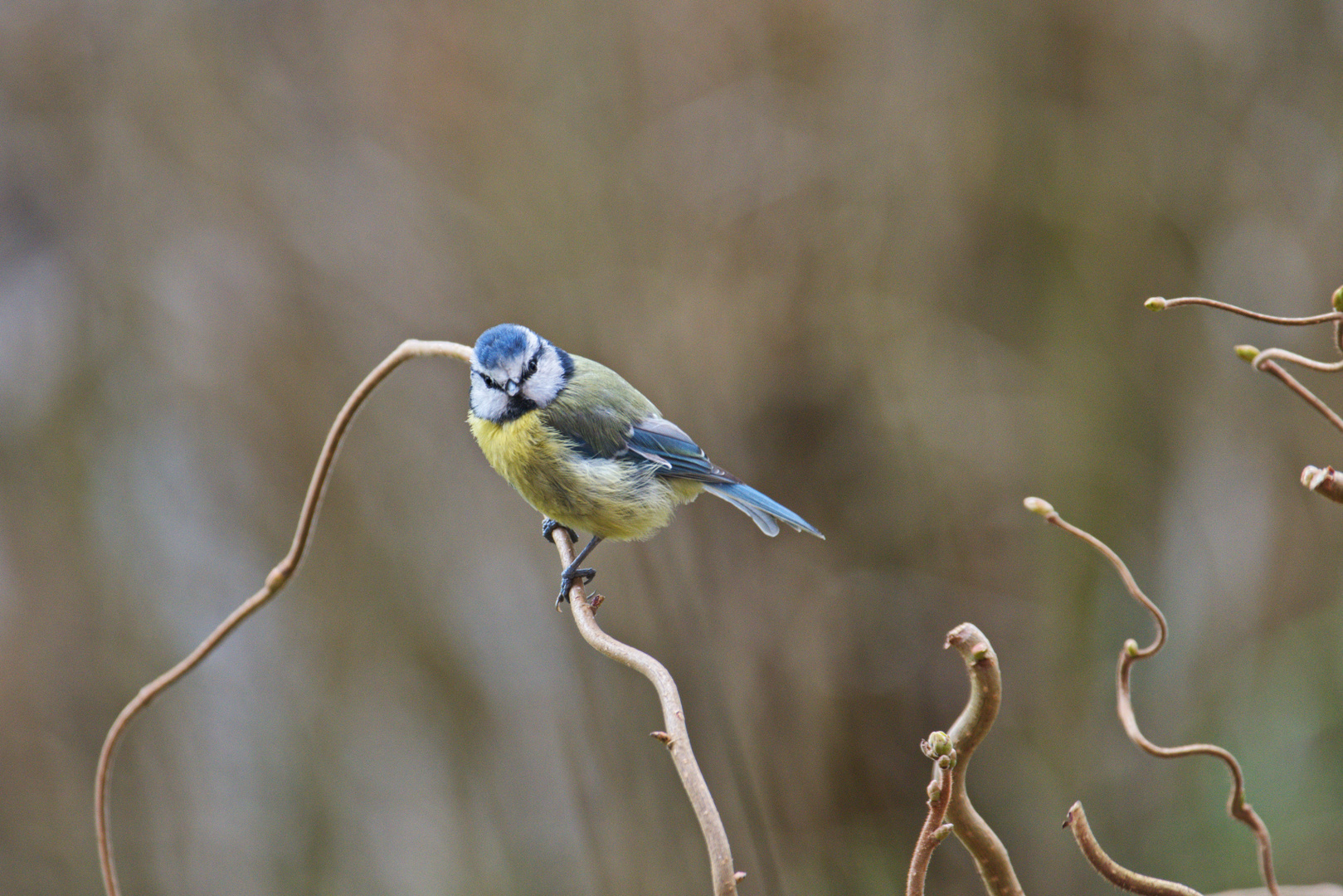 Sie ist ein kleiner frecher Kobold .... Foto & Bild | tiere, wildlife ...