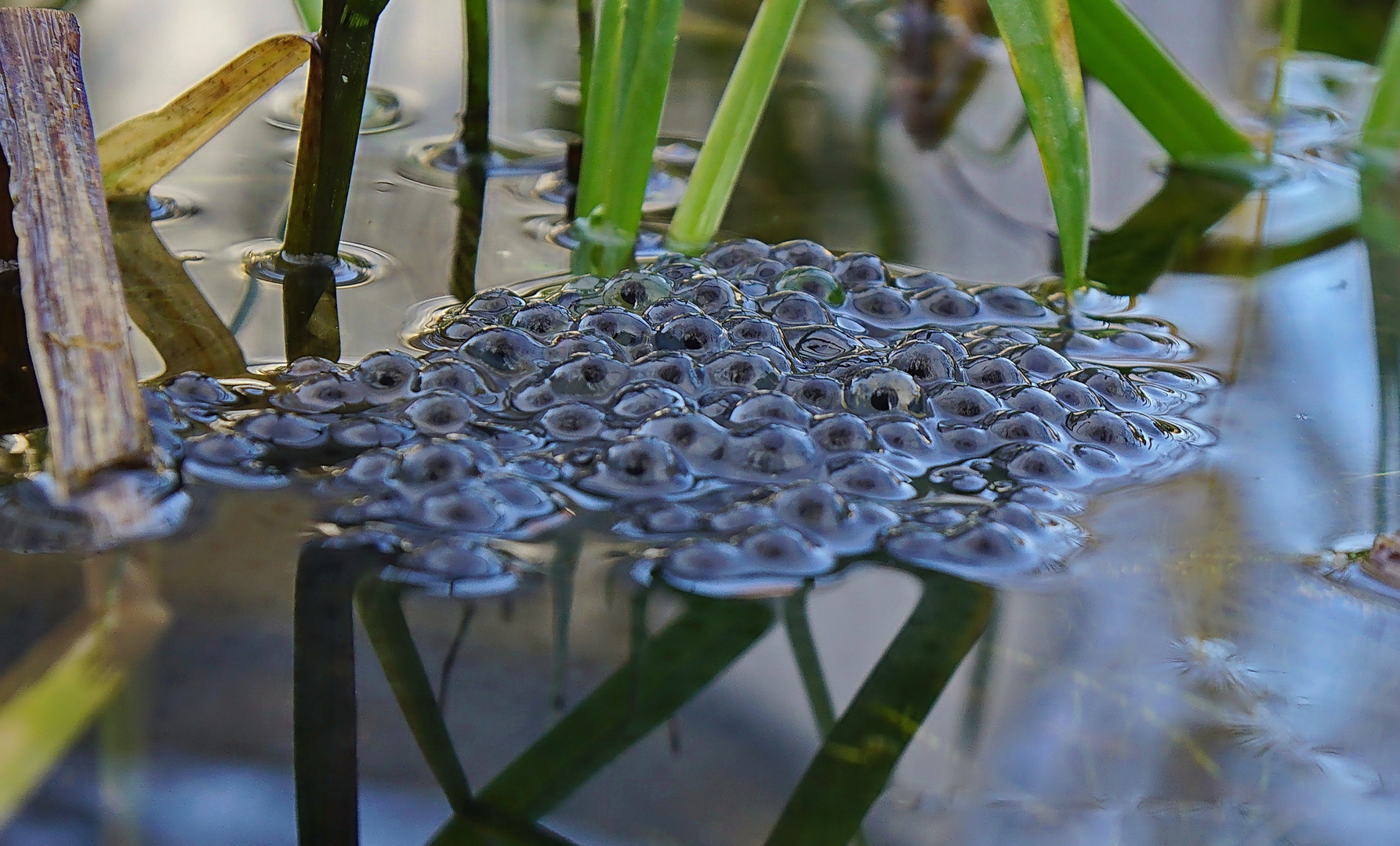 Sie laichen wieder! Foto & Bild | tiere, wildlife, amphibien ...