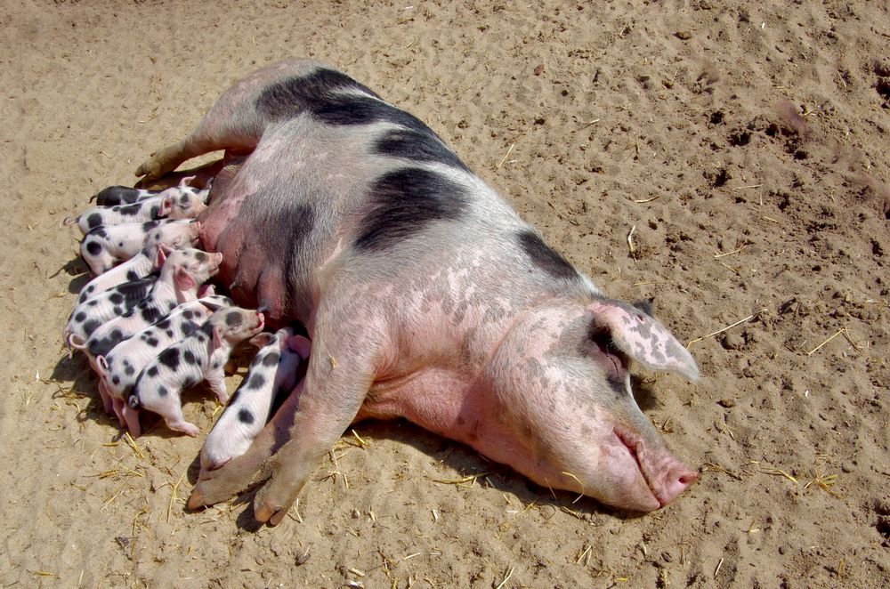 Sie müssen nur den Nippel durch die Lasche zieh‘n Foto & Bild | tiere ...