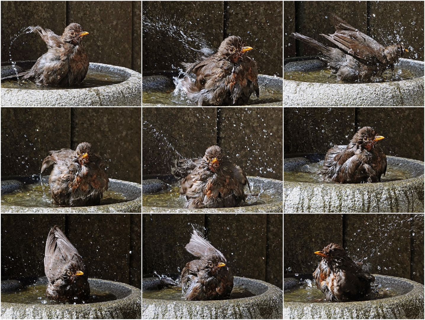 sie nutzt die Hitze aus Foto & Bild | natur, tiere, vögel Bilder auf ...