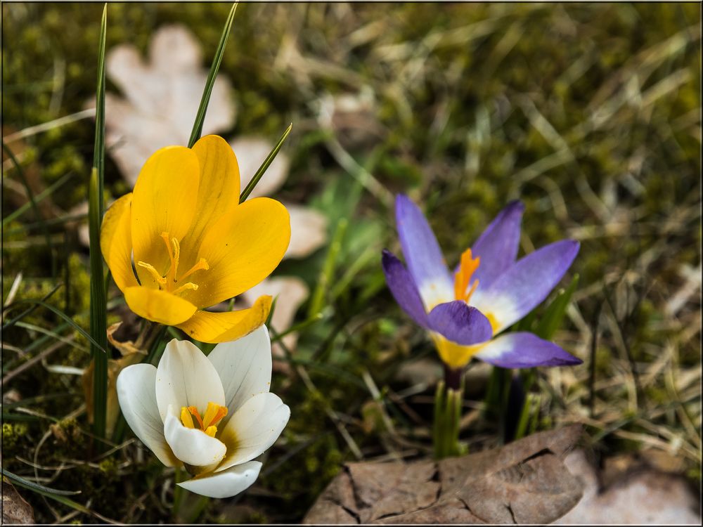 Sie riefen: "Bück dich!"... Foto & Bild | frühling, natur, krokus ...