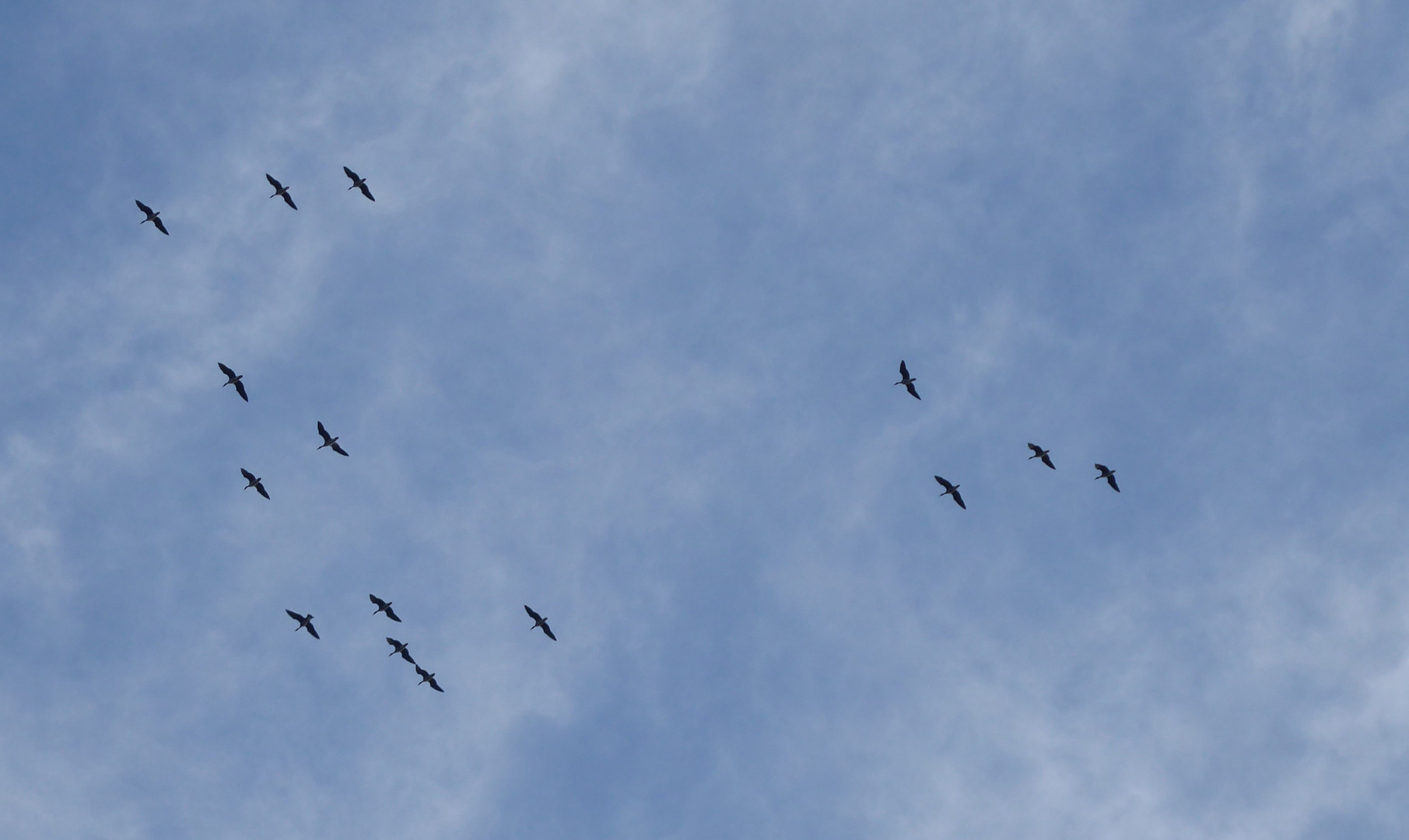 Sie sammeln sich mit lautem Geschrei Foto & Bild | tiere, wildlife ...