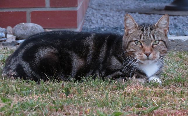 Katzen, Katzenbilder, Katzenfotos