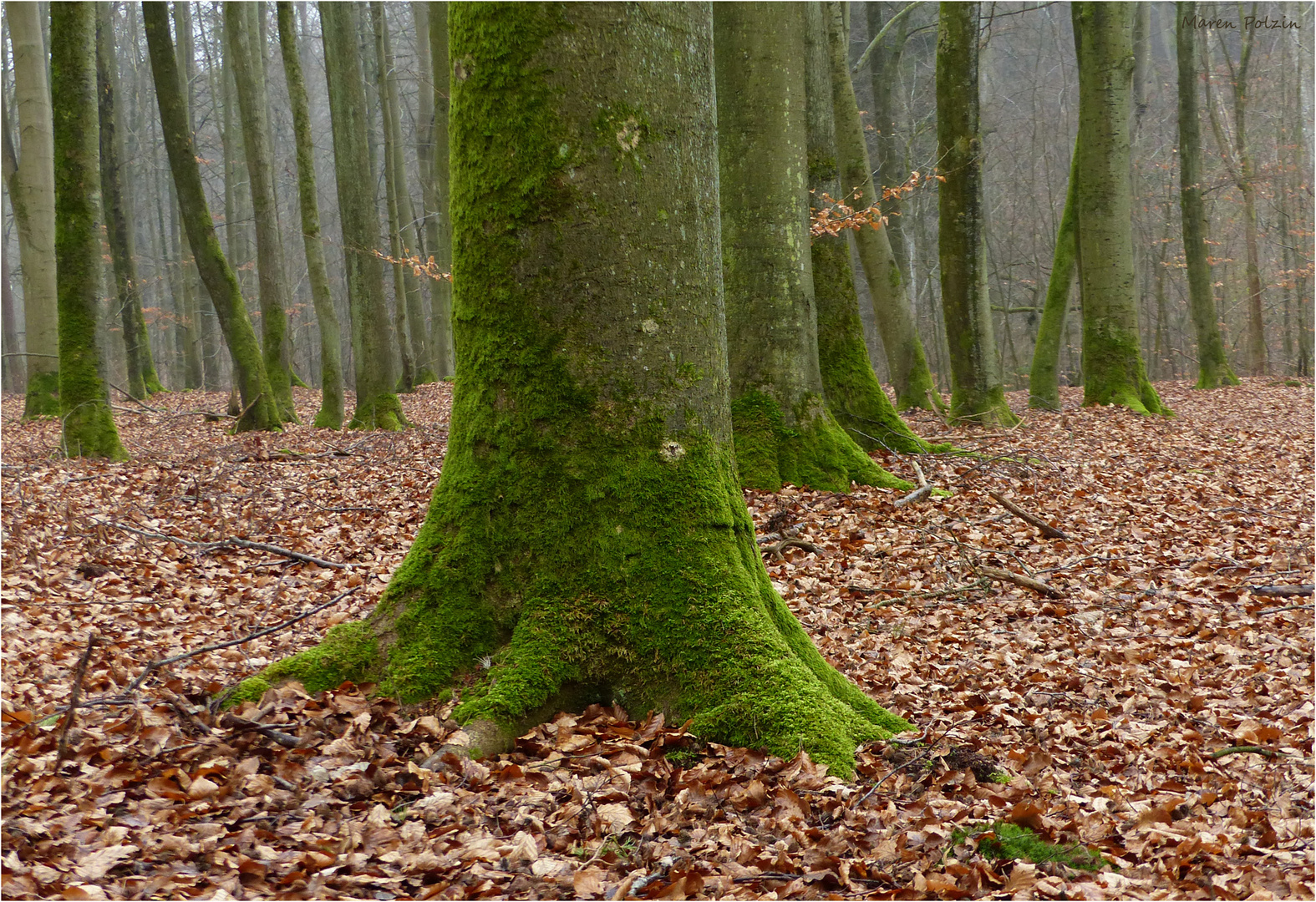 Sie sind grün Foto & Bild | pflanzen, pilze & flechten, landschaft ...