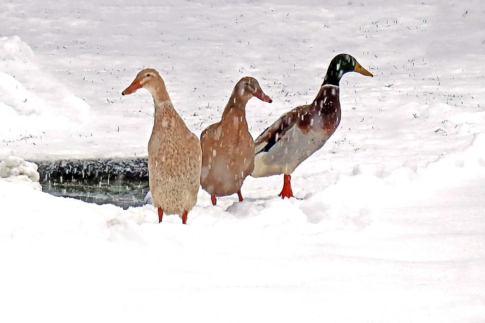 Sie sind mit dem Schnee nicht zufrieden Foto & Bild | wasser, winter, schnee Bilder auf ...