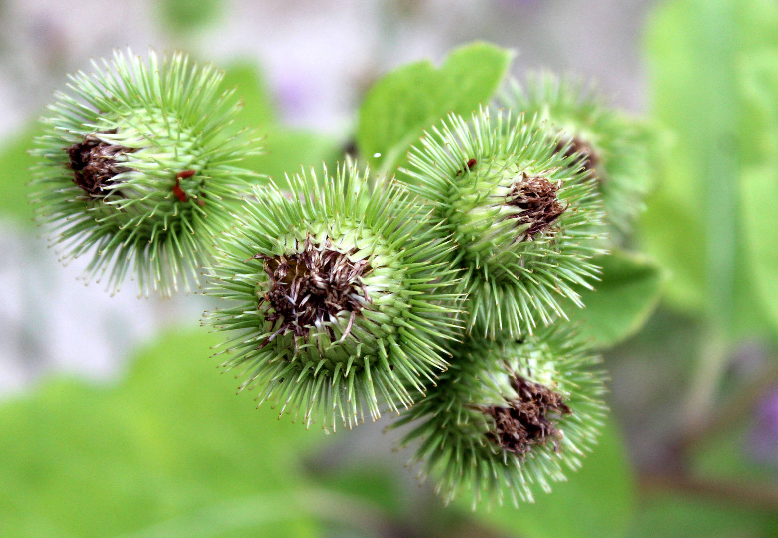 sie sind sehr anhänglich - die Kletten Foto & Bild | blumen, natur ...