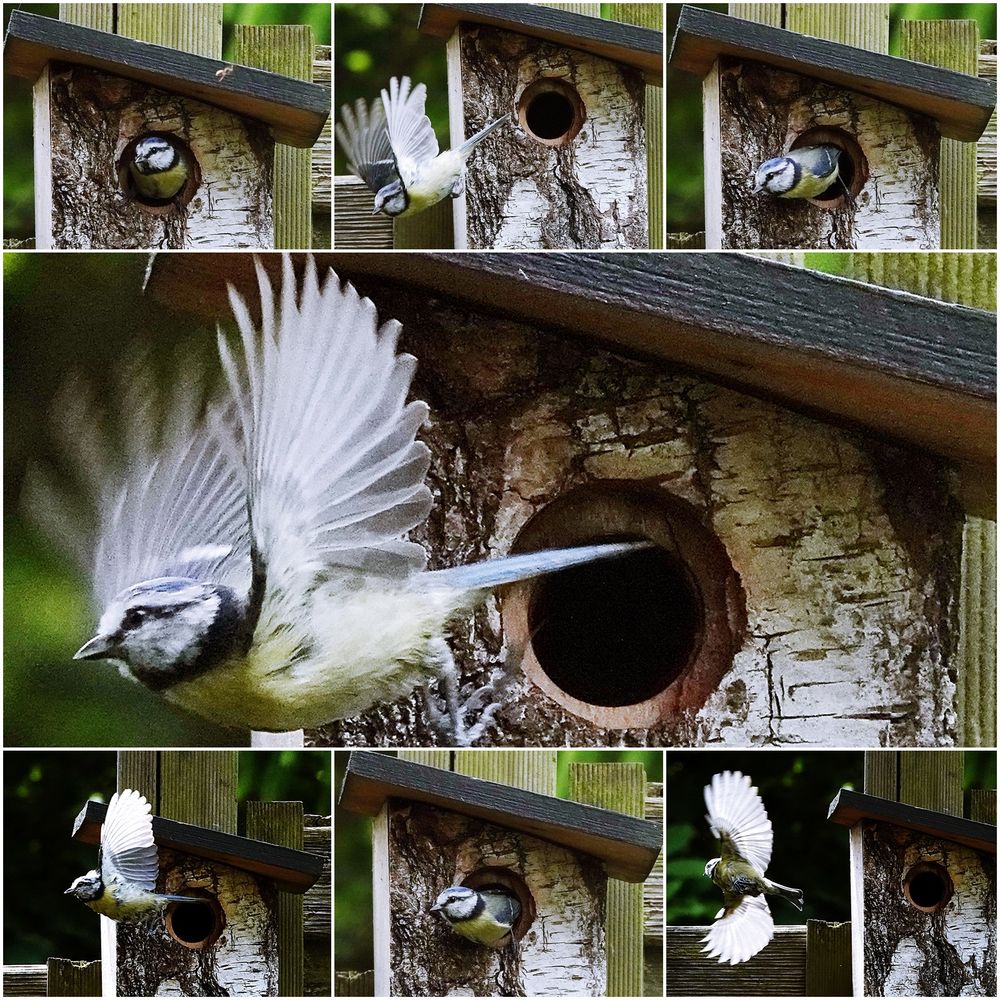 sie sind seit ein paar Tagen am Füttern Foto & Bild | natur, tiere ...