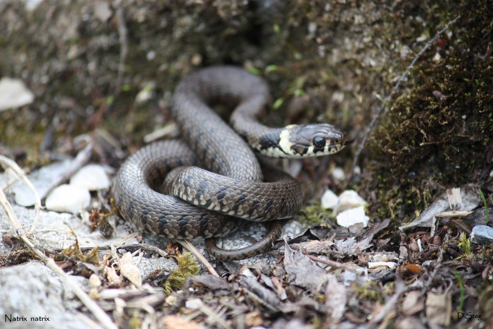 Sie sind wieder da!! Ringelnatter Natrix natrix helvetica Jura ...