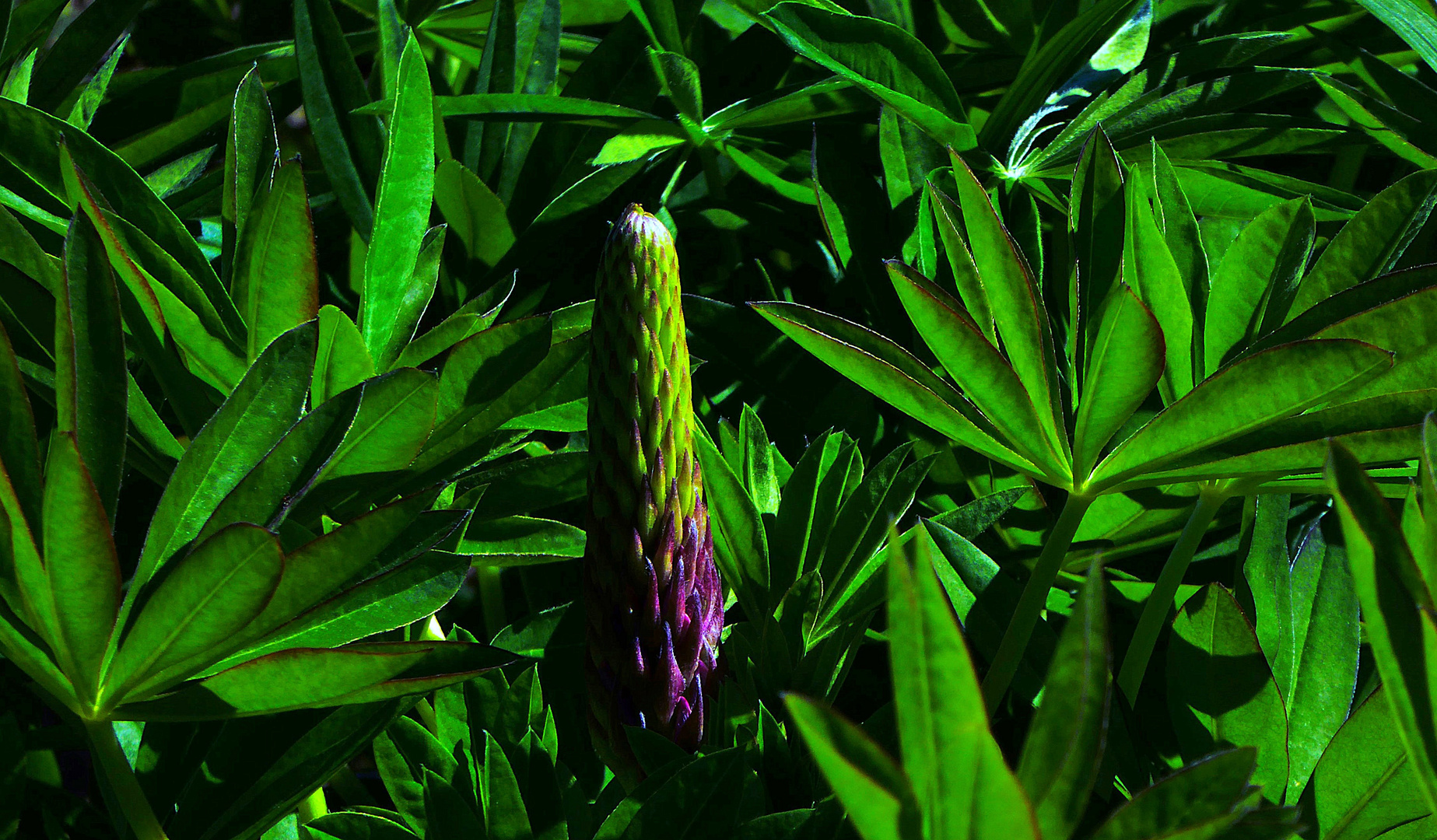 Sie steht Stramm.... Foto & Bild | die blüten und knosp, natur ...