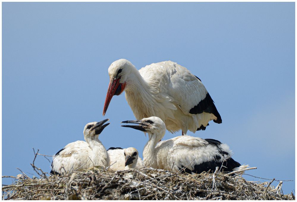 Sie wachsen und gedeihen ! Foto & Bild | fotos, natur, vogel Bilder auf ...