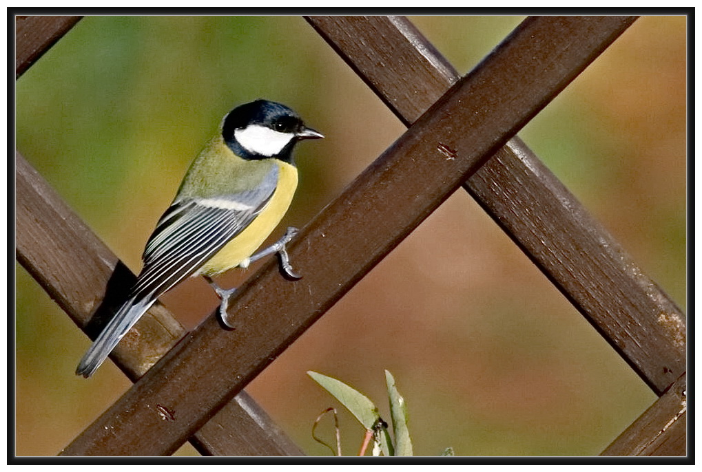 sie wartet Foto & Bild | fotos, natur, vogel Bilder auf fotocommunity