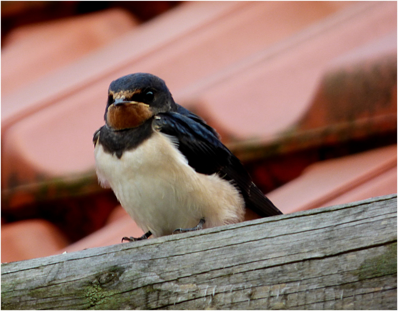 Sie wartet ... Foto & Bild | natur, tiere, vögel Bilder auf fotocommunity