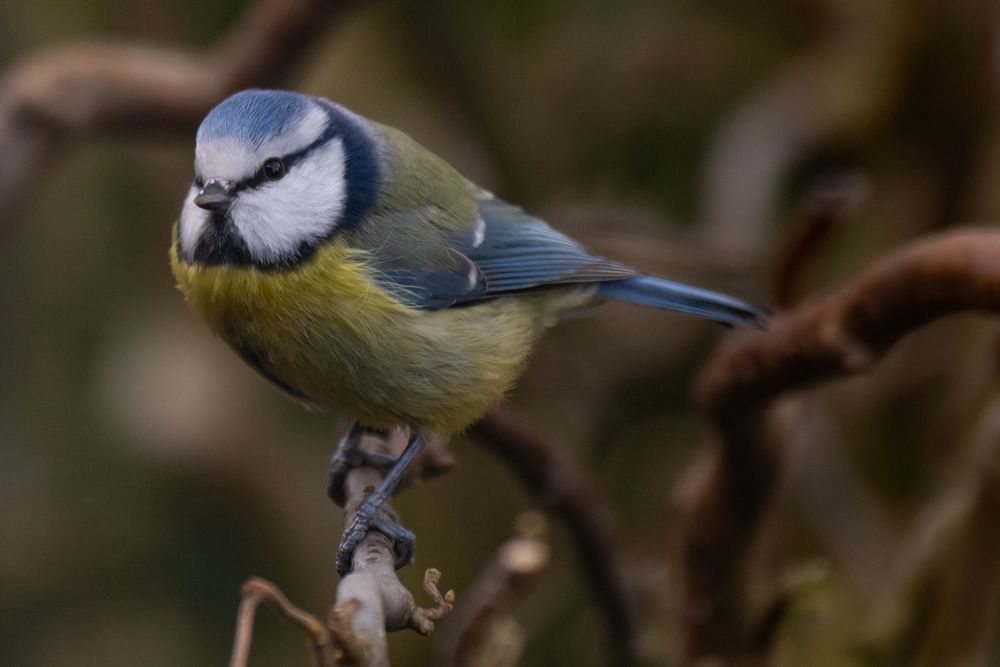 Sie wartet-- Foto & Bild | tiere, wildlife, wild lebende vögel Bilder ...